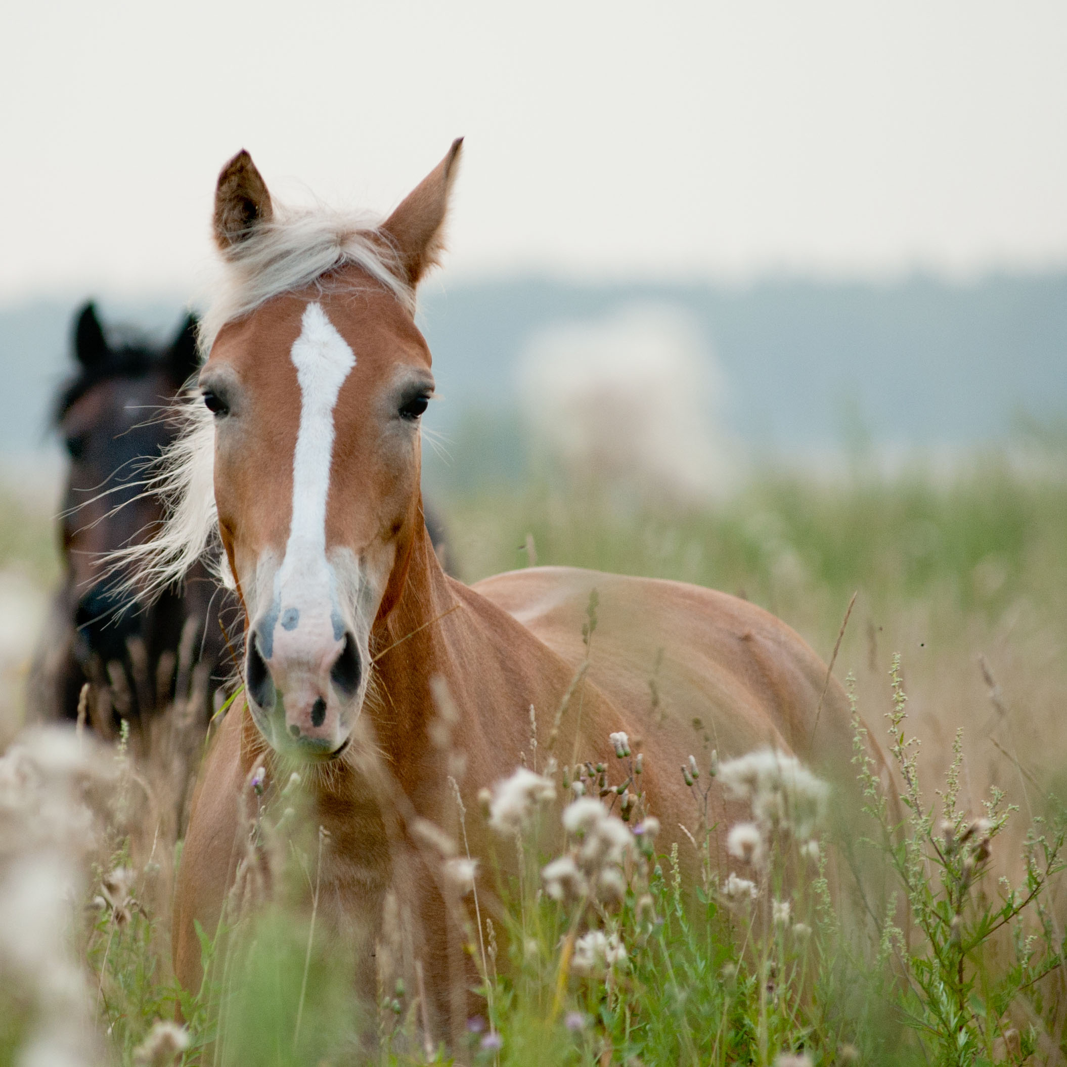 horse